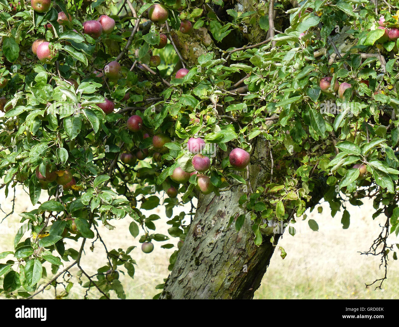 Apples in the nature hi-res stock photography and images - Alamy