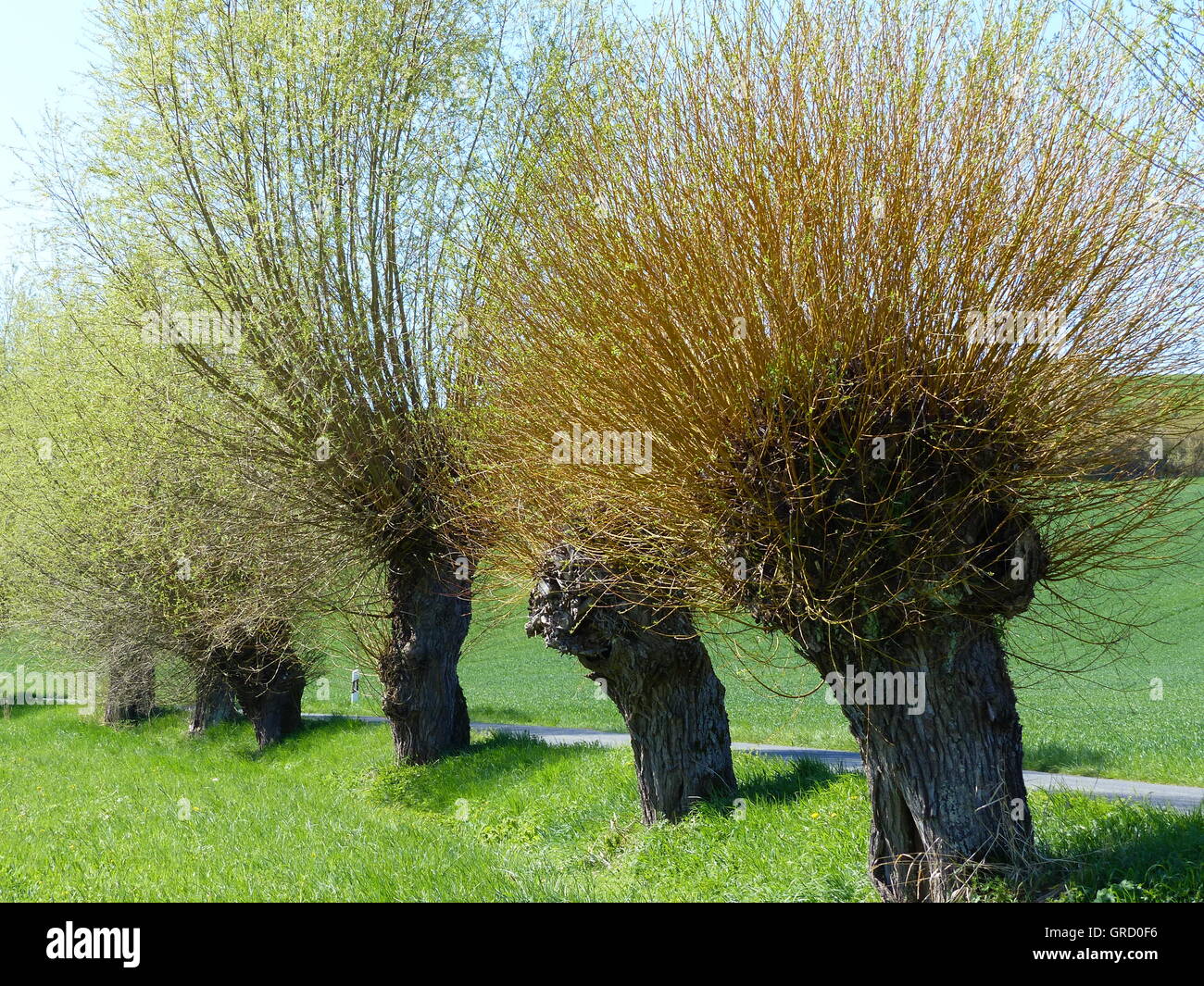 Pollard Willows Along A Country Road In Franconia, Bavaria, Germany ...