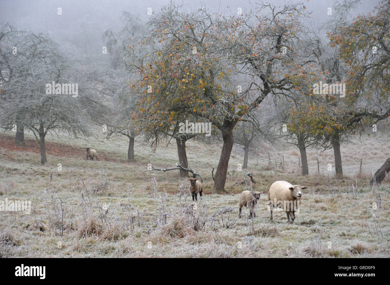 Sheep In A Meadow Orchard At The First Frost, Some Apples And Leaves ...