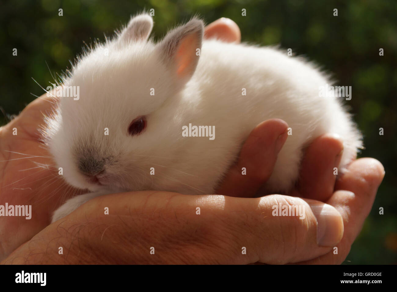 Little White Rabbit With Red Eyes Sitting In Human Hands, Two Weeks Old ...