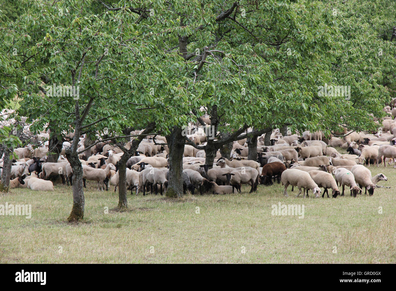 Sheep ranching hi-res stock photography and images - Alamy