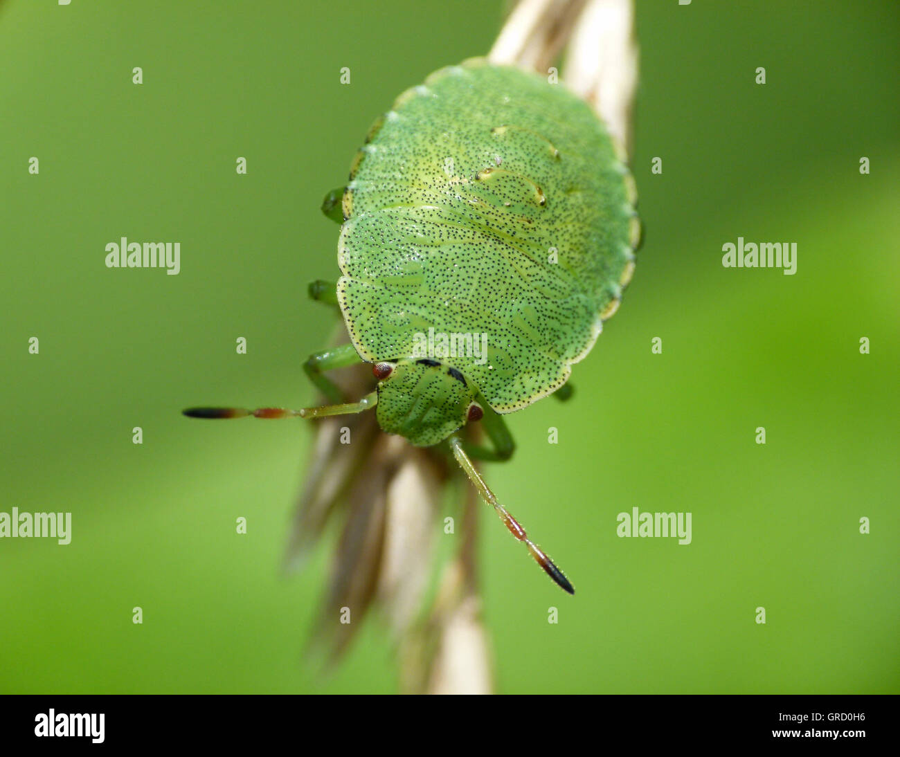 Close up view of shield bug hi-res stock photography and images - Alamy