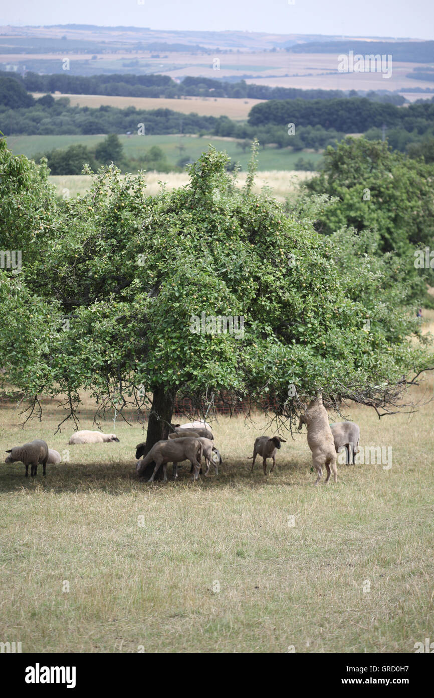 Sheep eating tree hi-res stock photography and images - Alamy