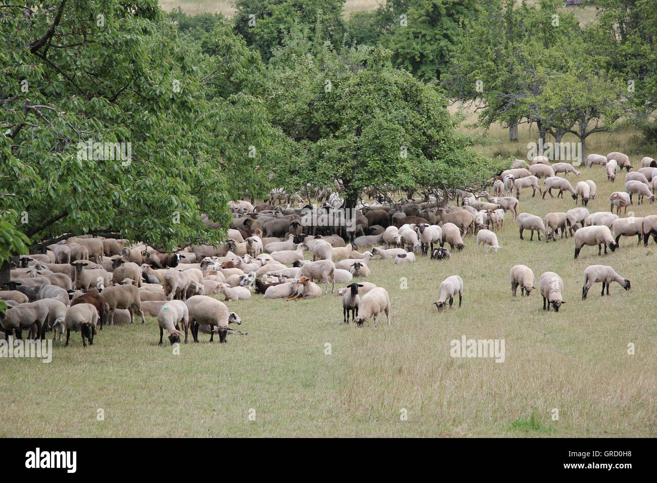Sheep ranching hi-res stock photography and images - Alamy