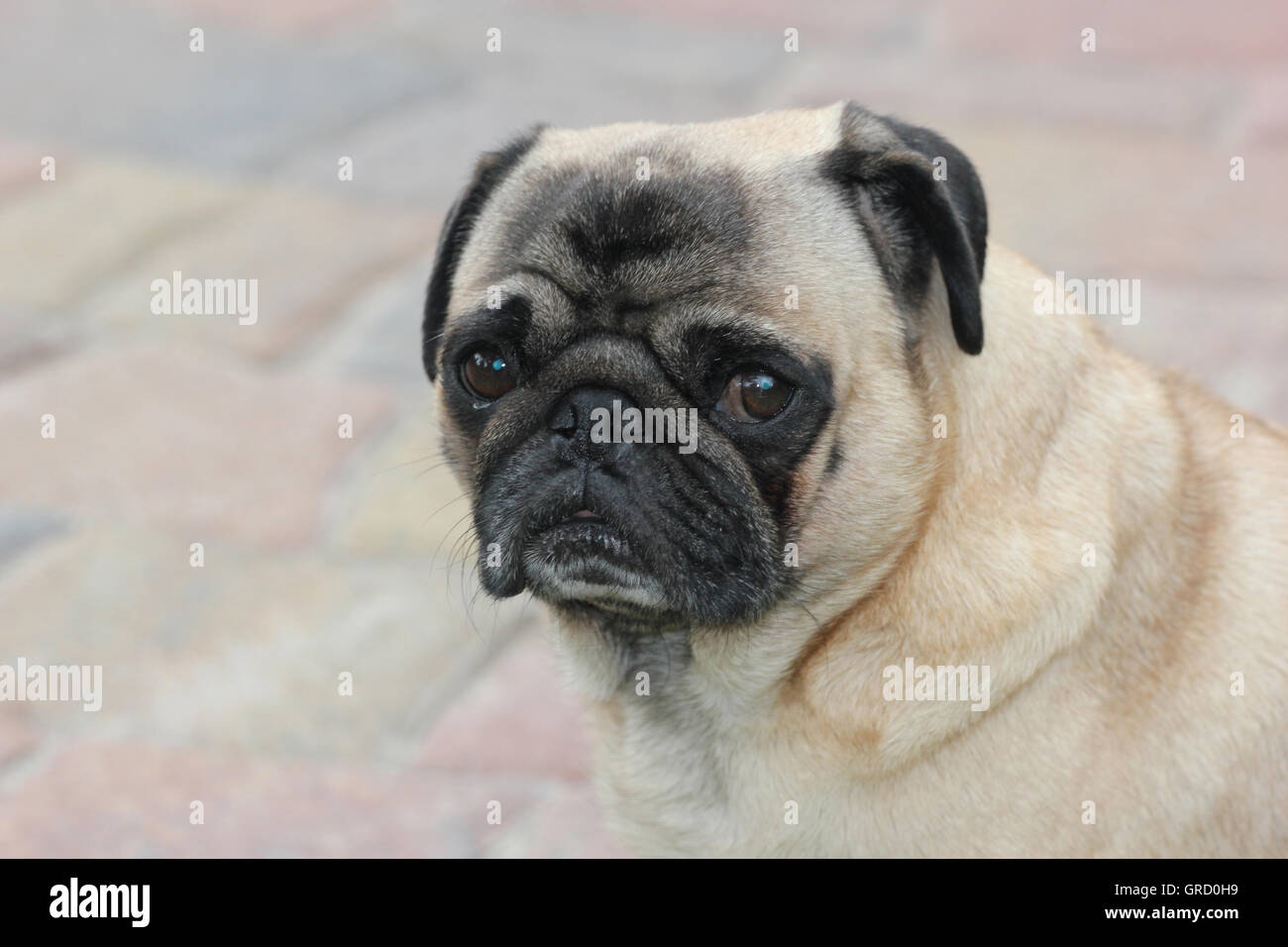 Beige Pug Looking Melancholically Stock Photo - Alamy