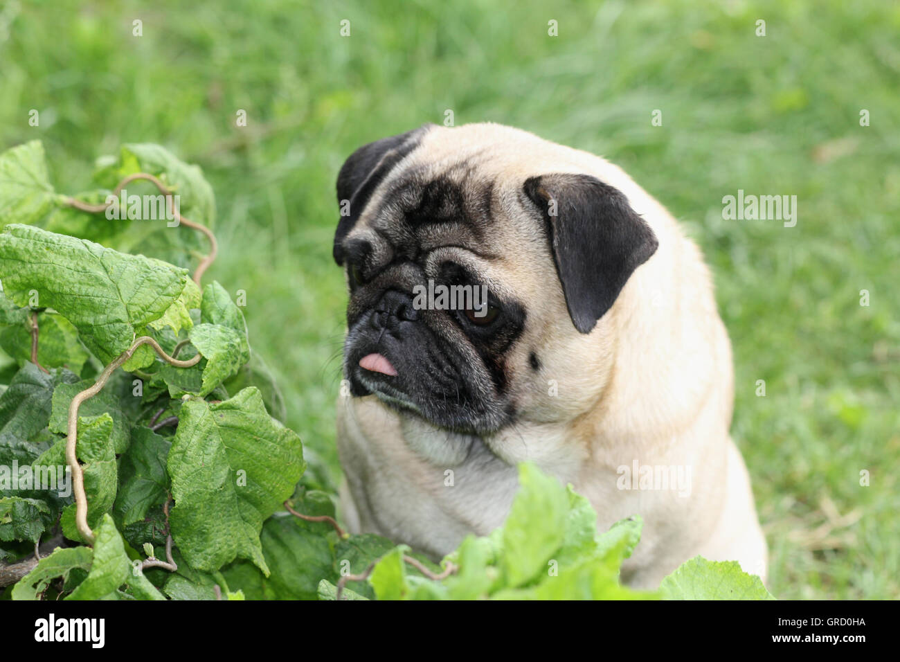 Pretty Beige Pug Sitting In The Grass Enjoying Summer Stock Photo - Alamy