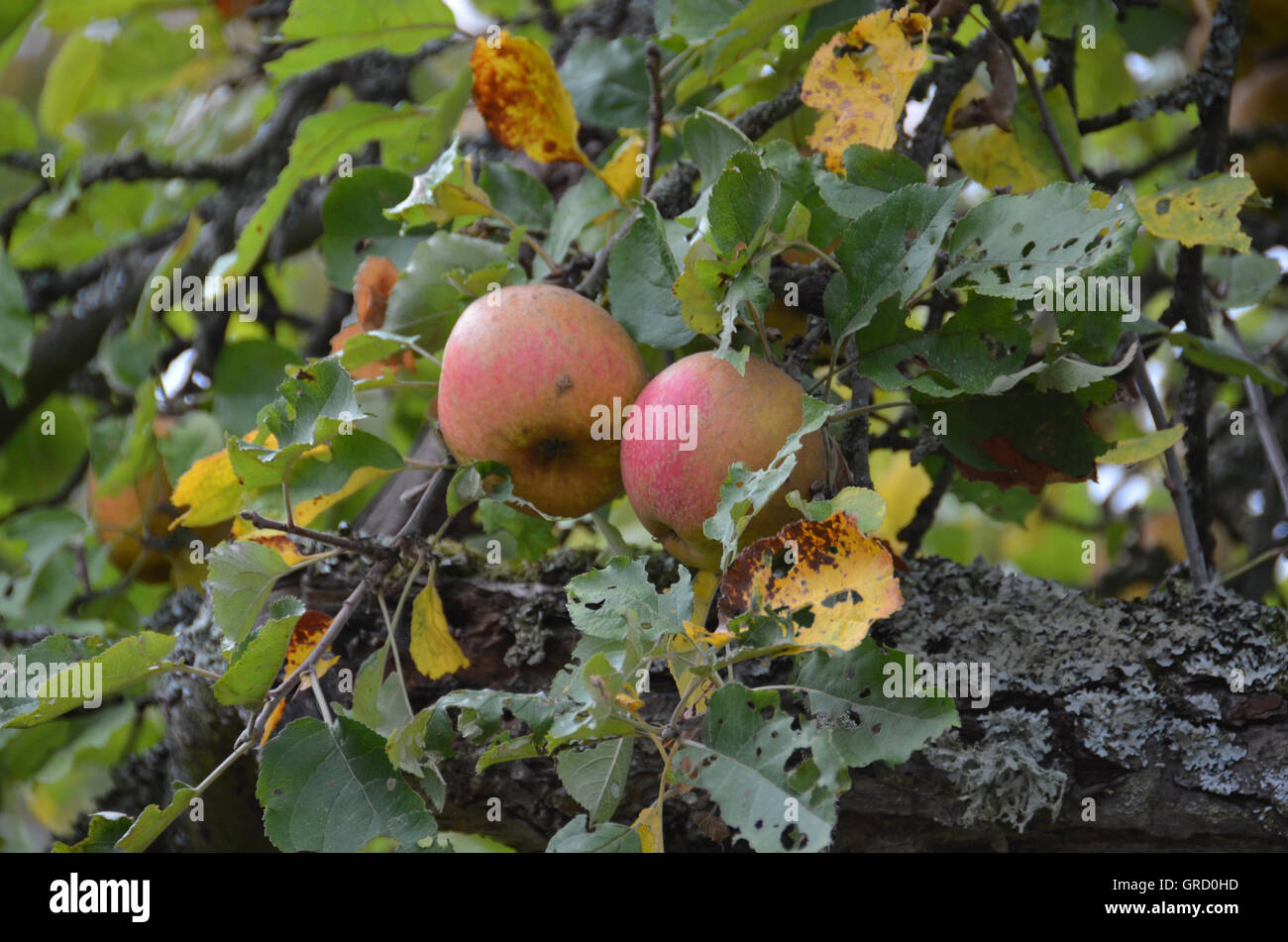 Old Apple Tree, Old Kind Of Apple Stock Photo - Alamy