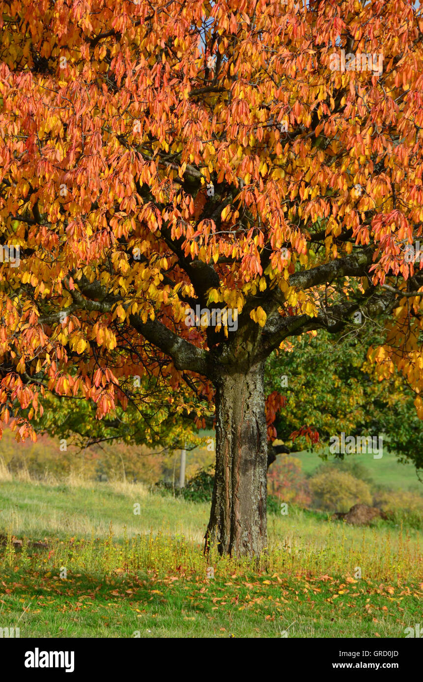 Autumnal Cherry Tree Stock Photo - Alamy