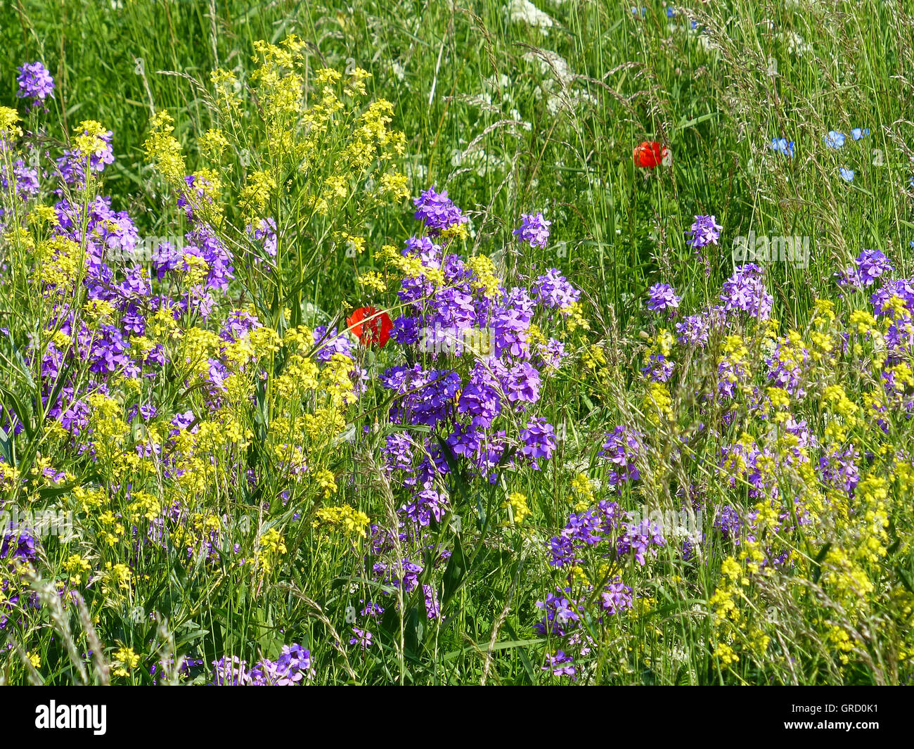 Flowery meadow hi-res stock photography and images - Alamy