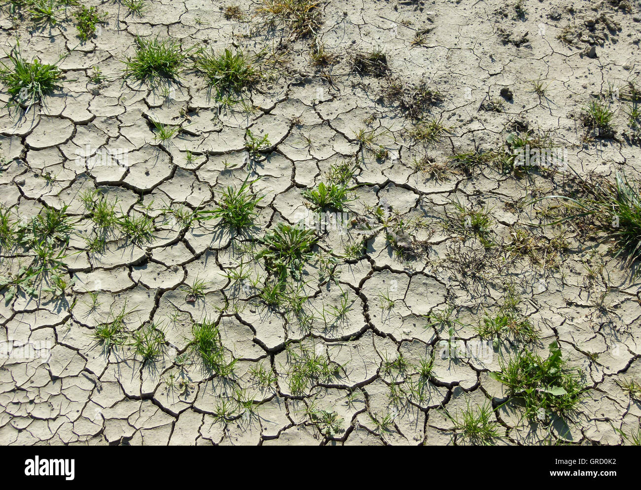 Parched plants hi-res stock photography and images - Alamy