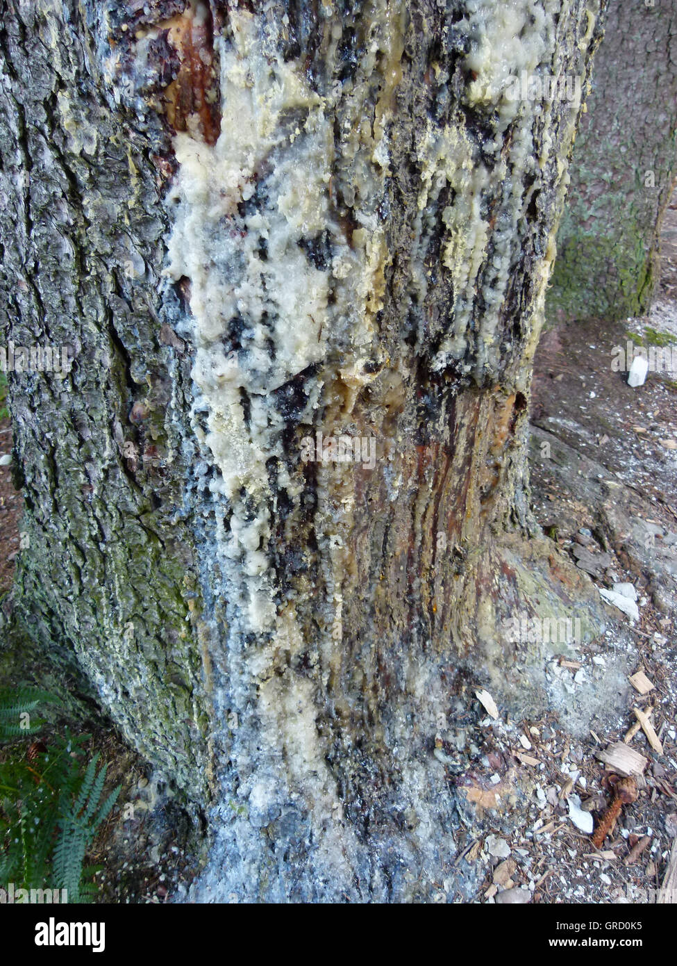 Log With Tree Gum Stock Photo - Alamy