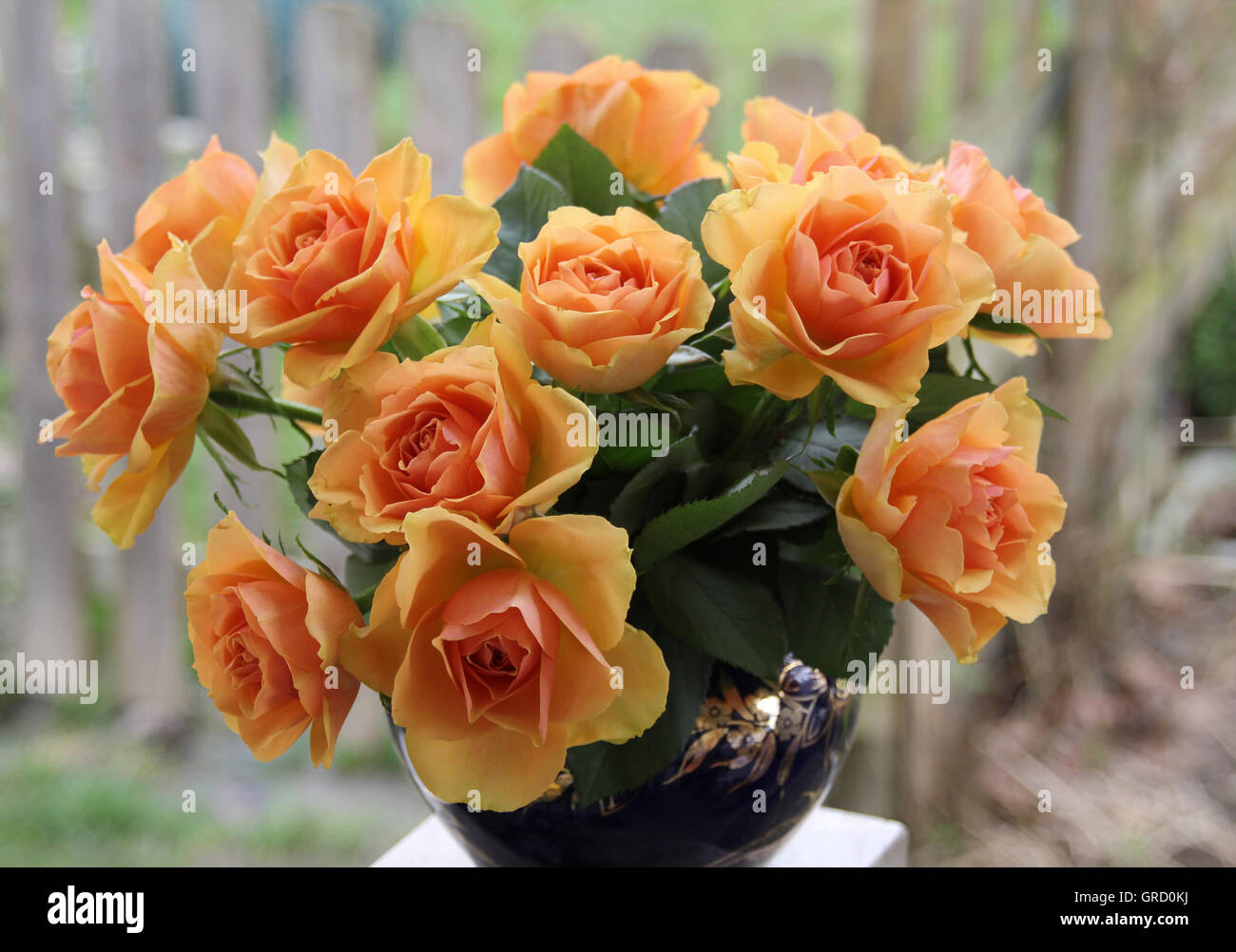 Apricot roses hi-res stock photography and images - Alamy