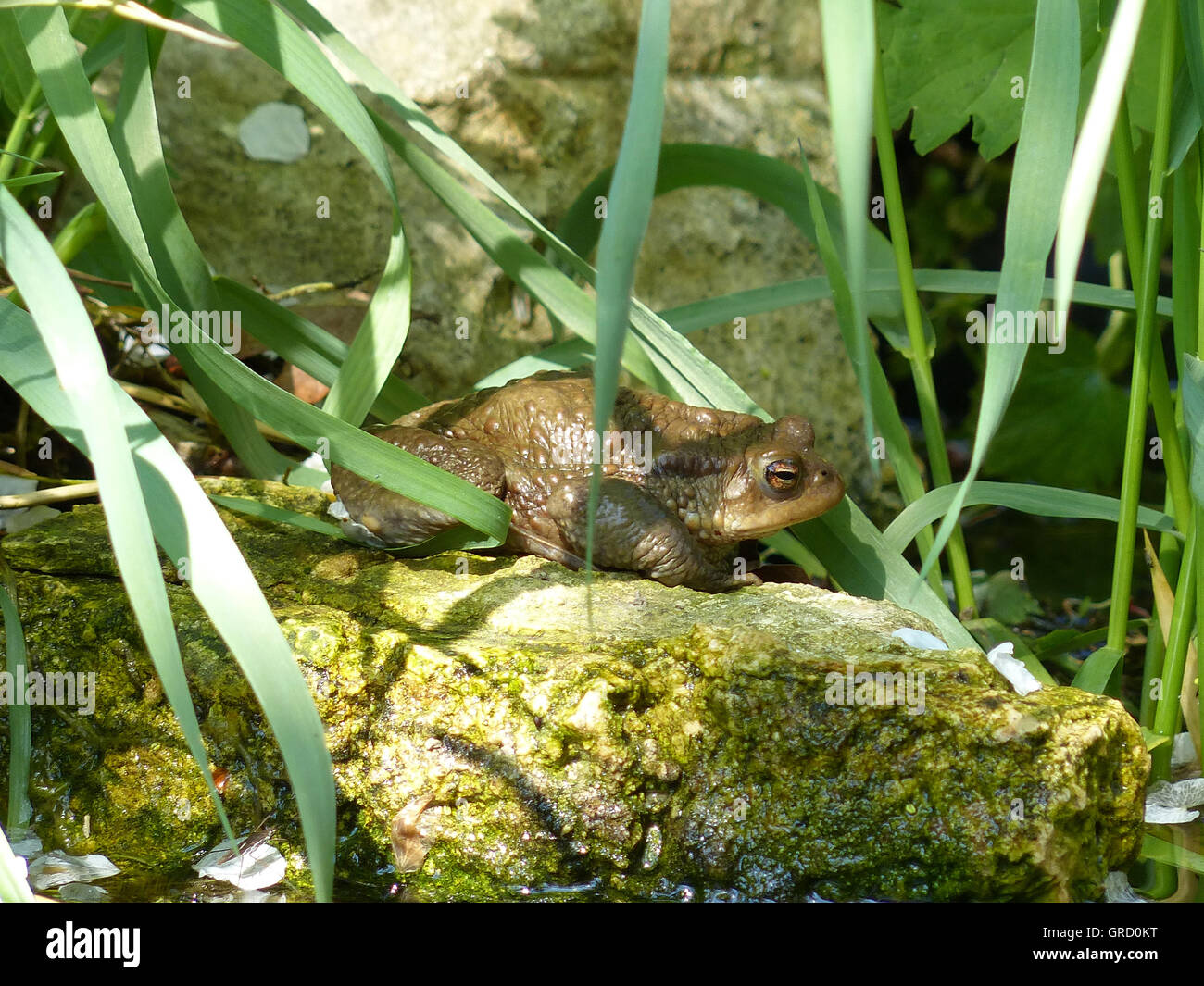 Common Toad At A Pond Stock Photo - Alamy