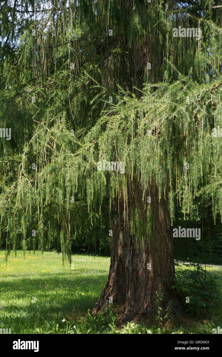 Old Larch Tree Stock Photo - Alamy