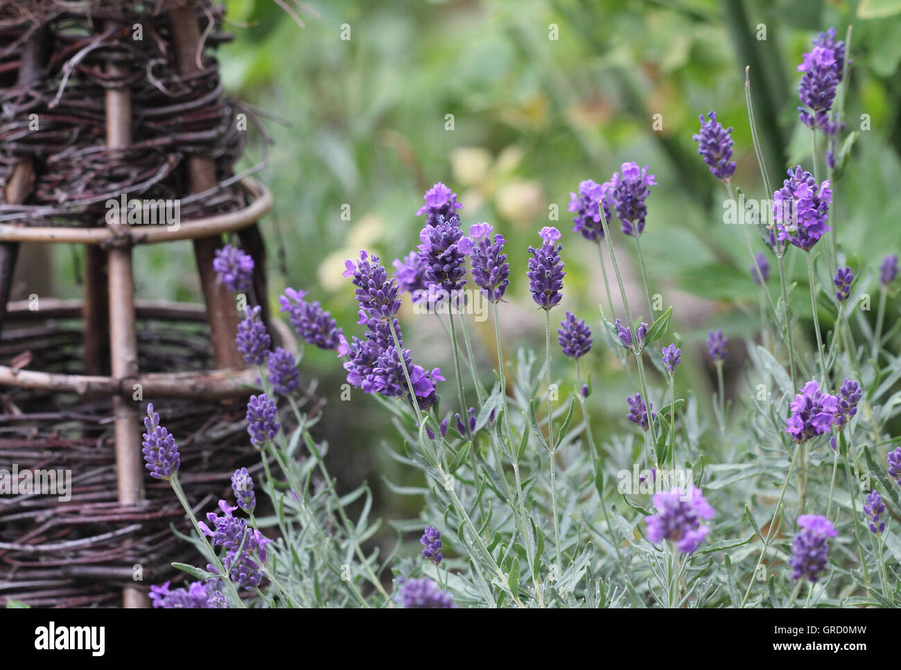 Blooming Lavender, Still Life Stock Photo - Alamy