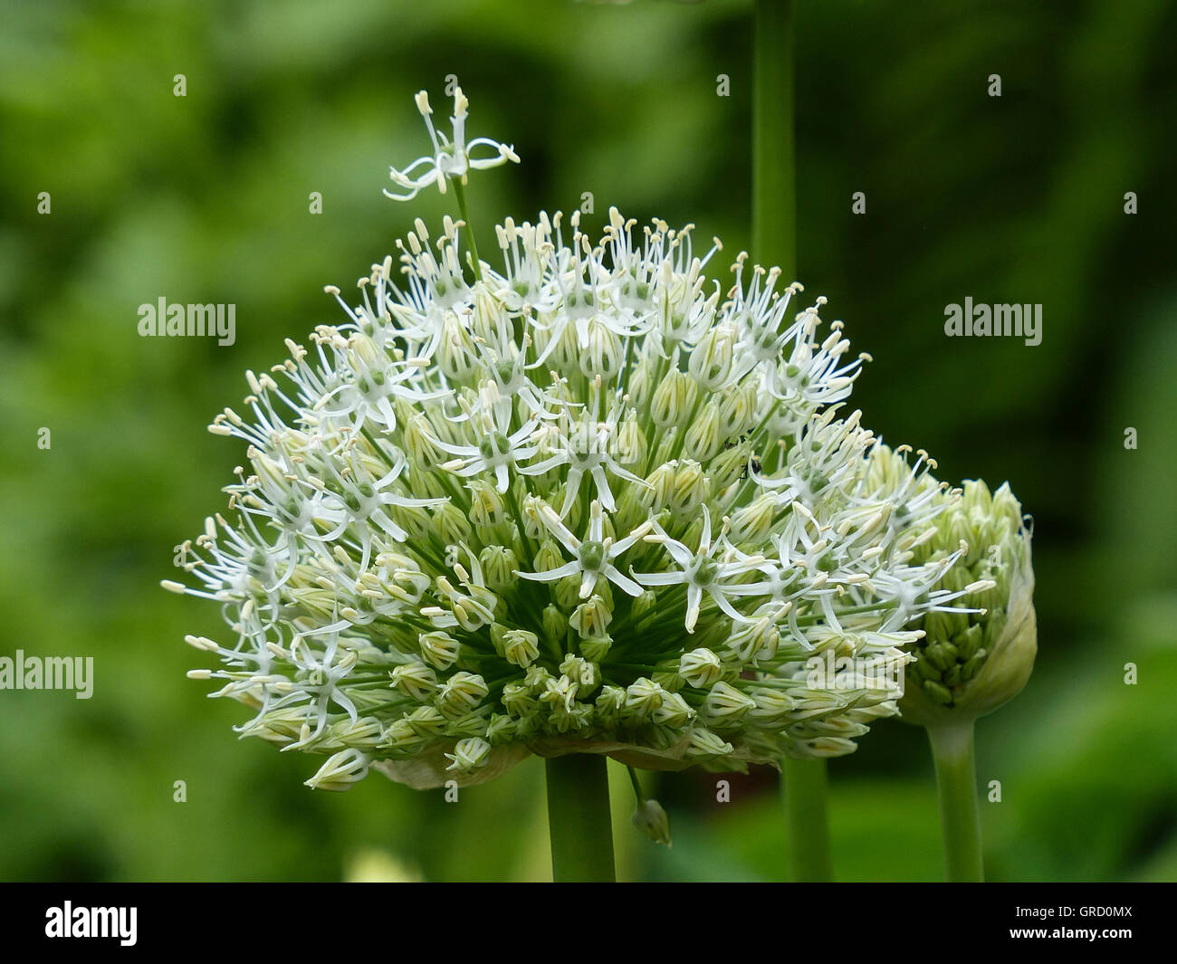 White Alium Flowers Stock Photo - Alamy