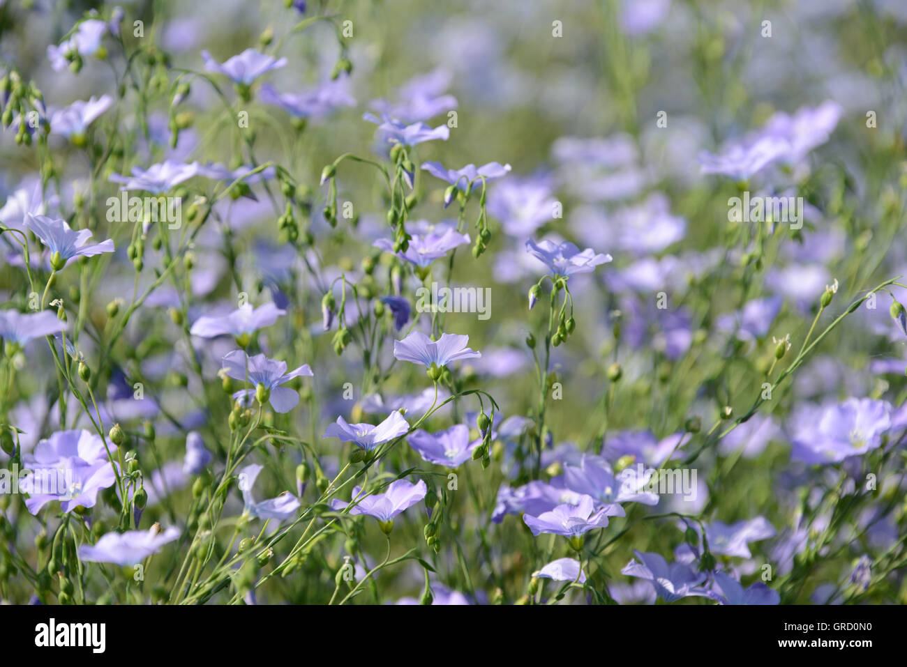 Flax colored hi-res stock photography and images - Alamy