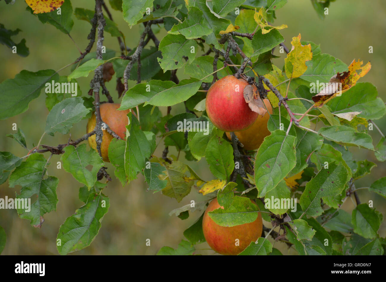 Old Apple Tree With Ripe Apples, Old Kind Of Apple Stock Photo - Alamy