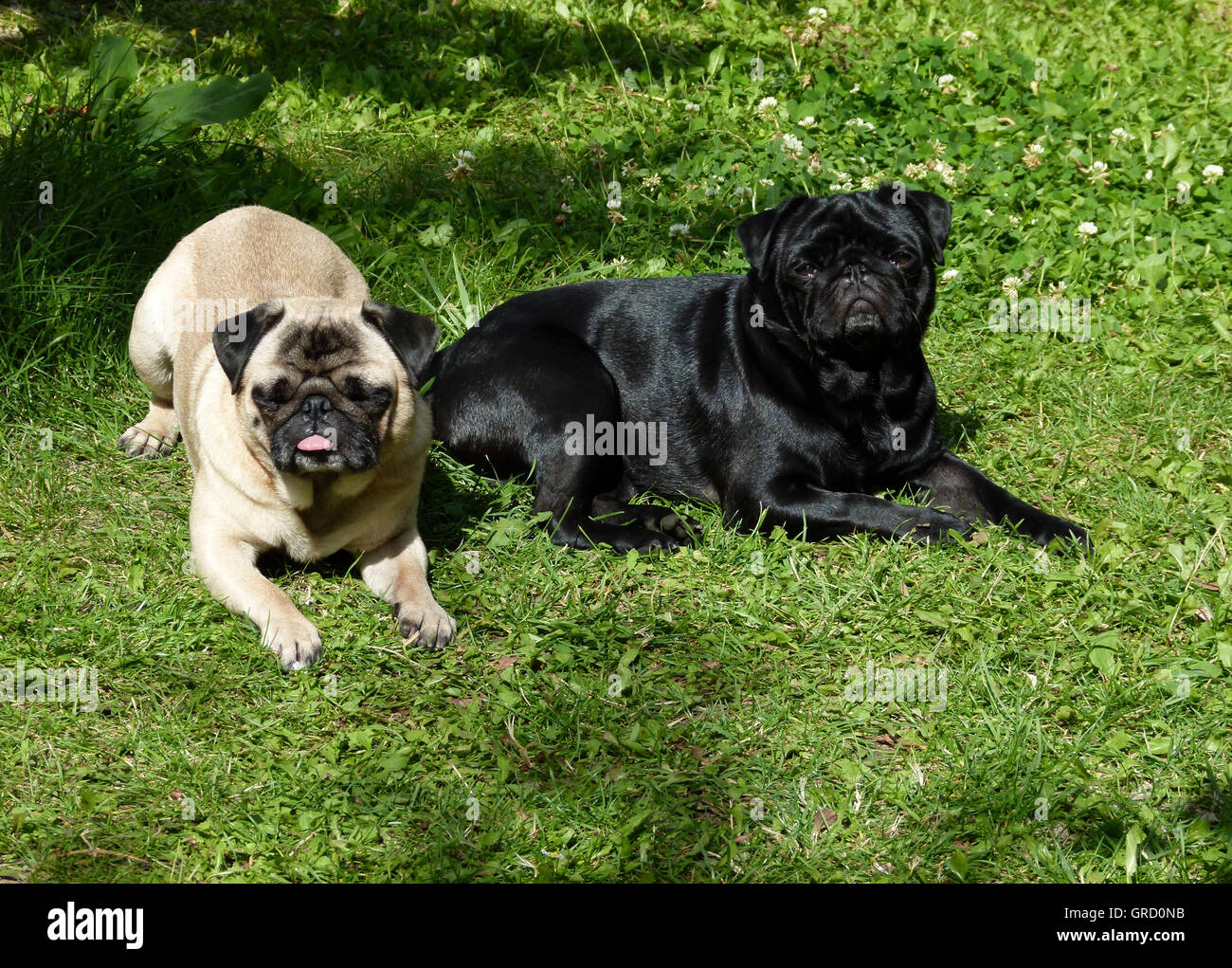 Two Friends, Beige And Black Pug Lying In Grass Stock Photo - Alamy