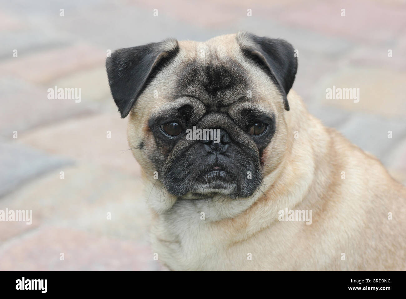 Beige Pug Looking Melancholically And Bored Stock Photo - Alamy