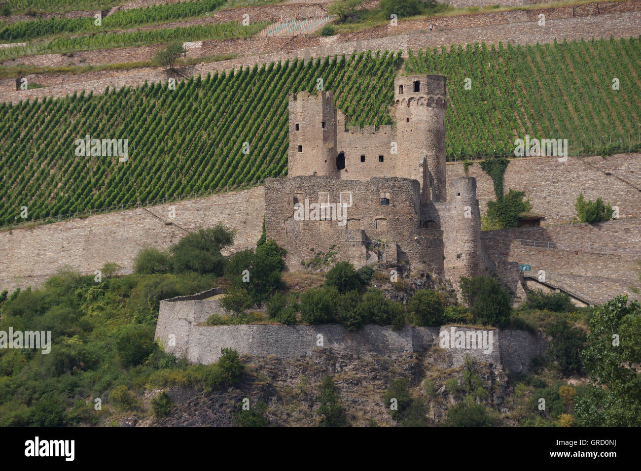 Castle Ruin Ehrenfels, Ruedesheim, Hesse, Germany, Europe Stock Photo ...