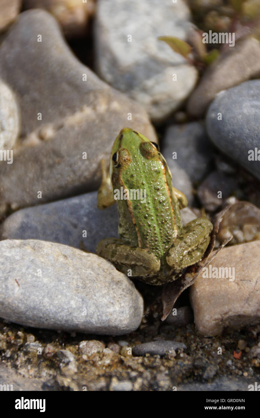 Frog sitting on the stone hi-res stock photography and images - Alamy
