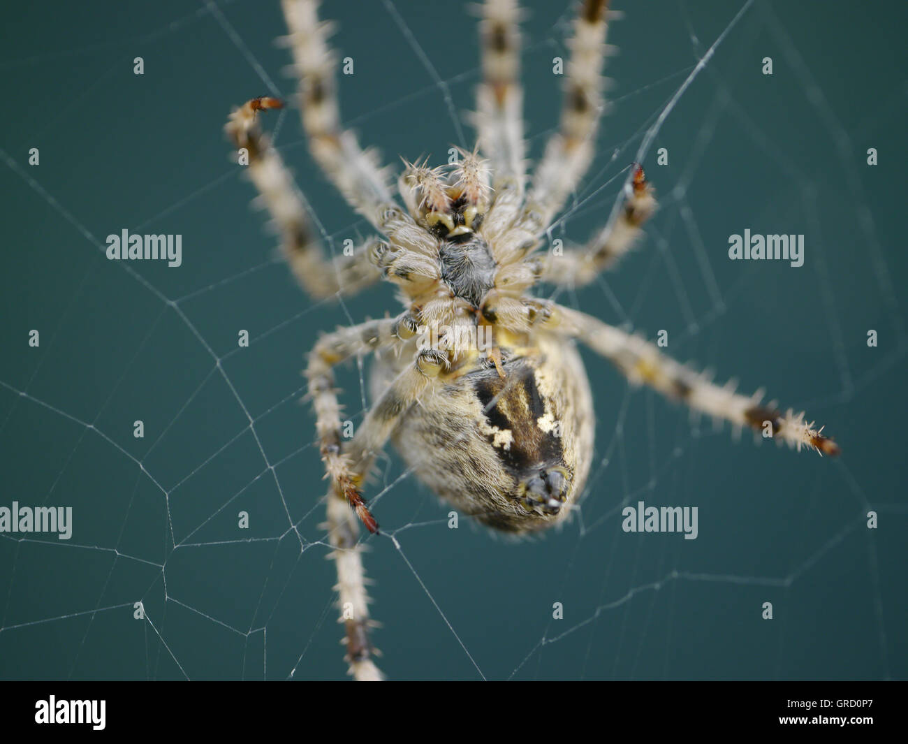 Weavers cross hi-res stock photography and images - Alamy