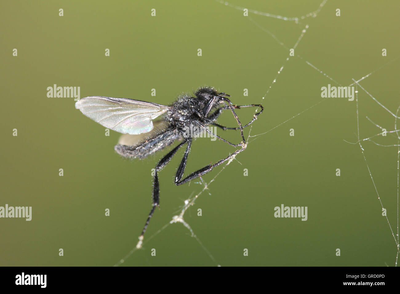 Fly Hanging At A Cobweb Stock Photo - Alamy