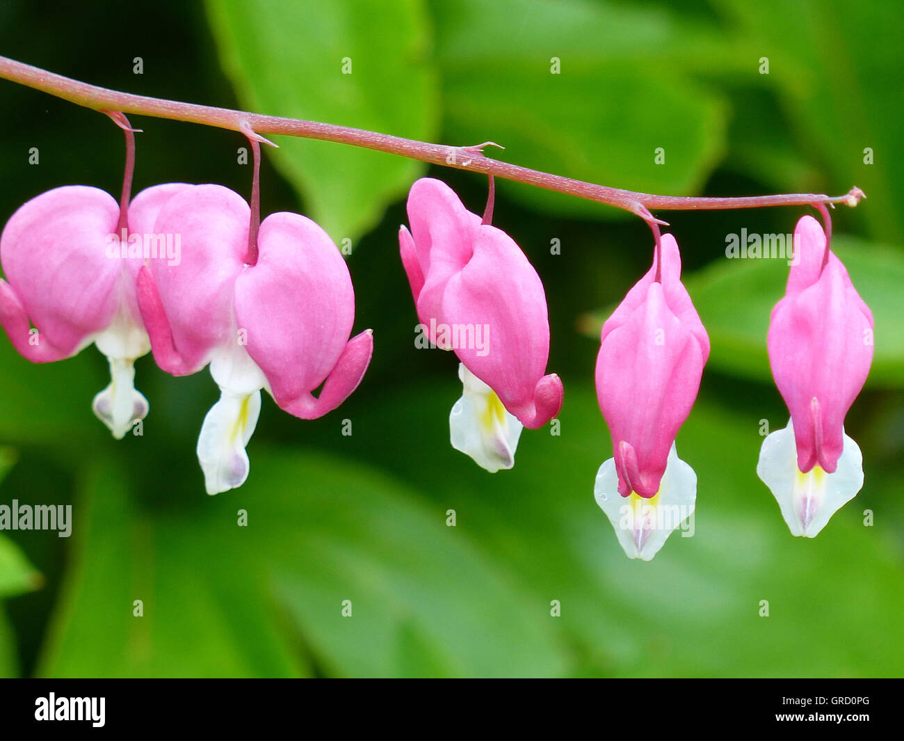 Bleeding Heart, Blooming Stock Photo - Alamy