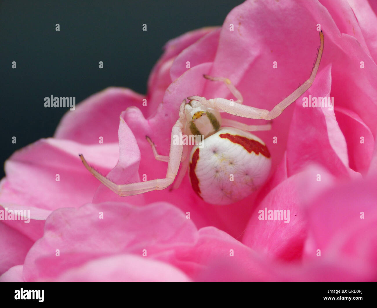 Pink crab spider hi-res stock photography and images - Alamy