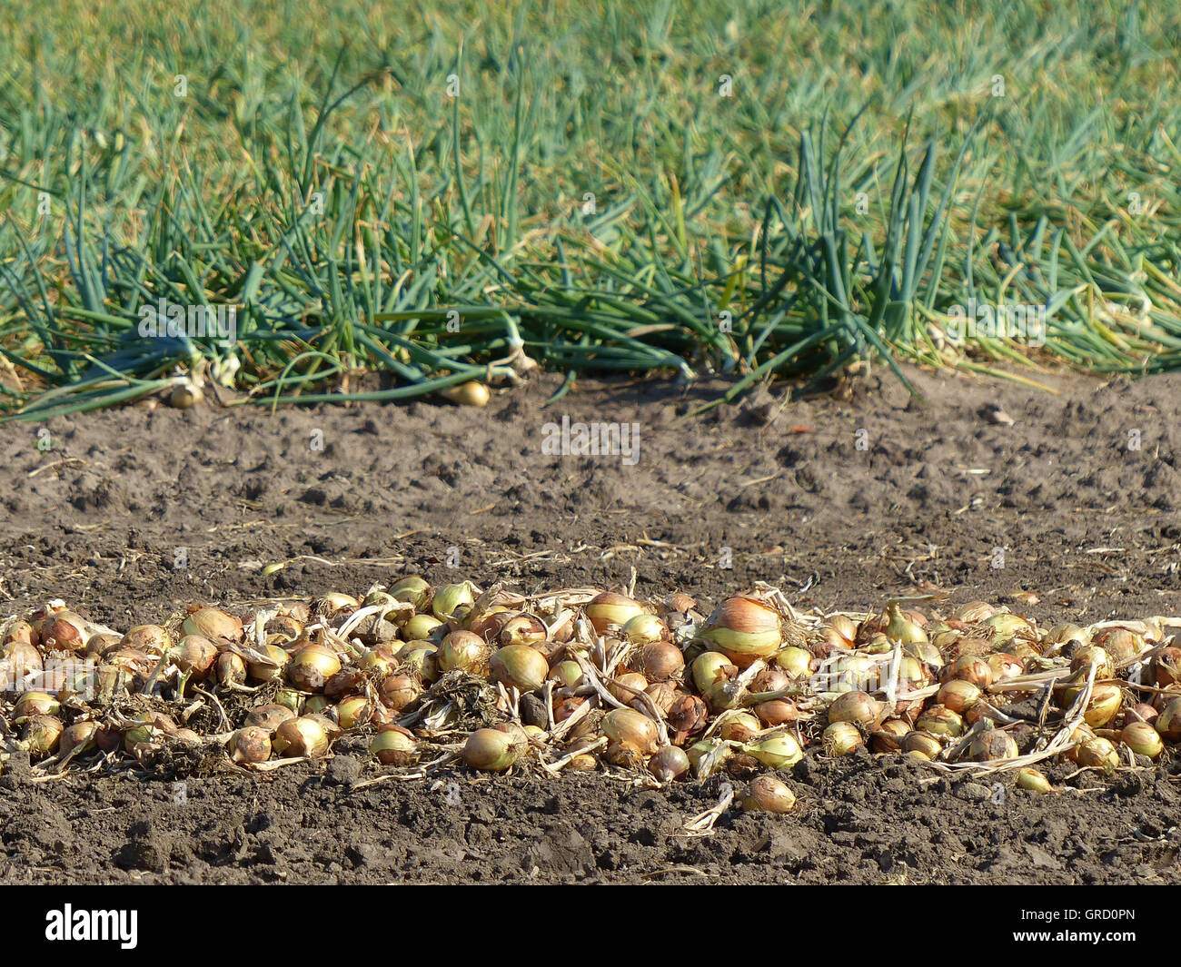 Mature onions hi-res stock photography and images - Alamy