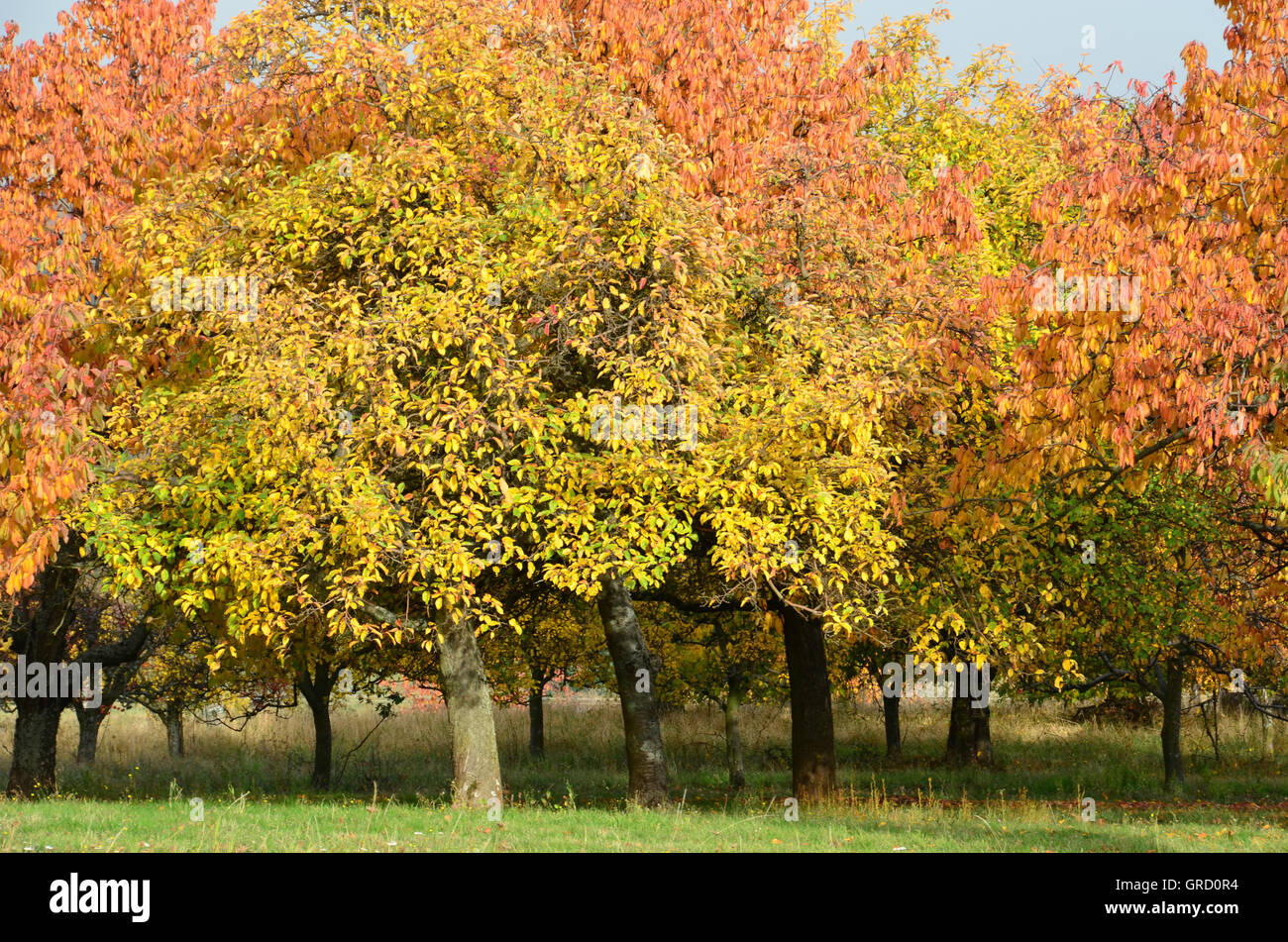 Fruit Trees In Autumn Stock Photo - Alamy