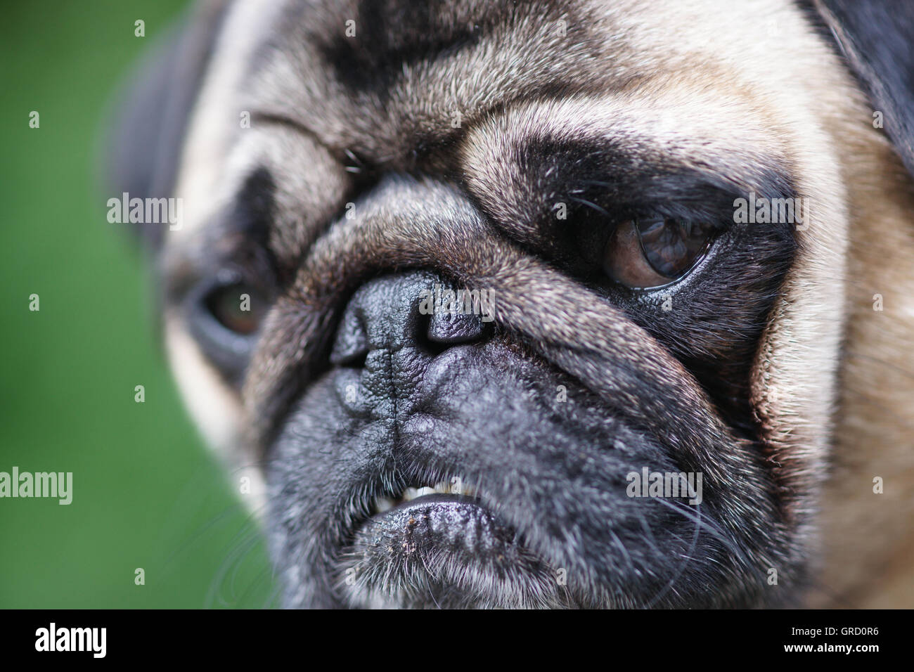 Not Amused Dog