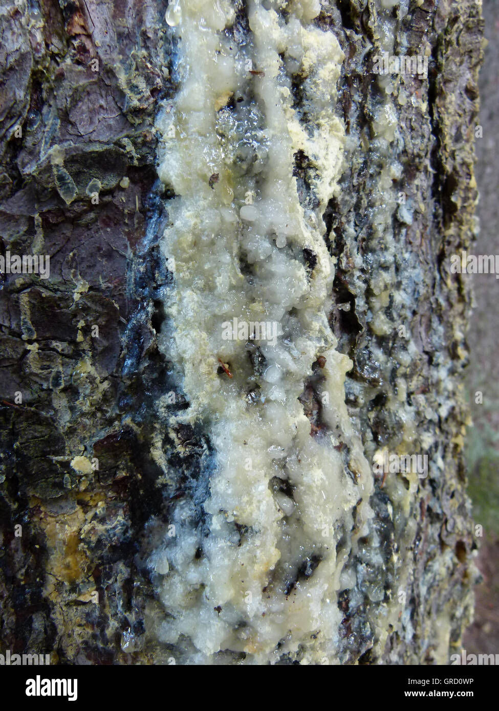 White gum tree hi-res stock photography and images - Alamy