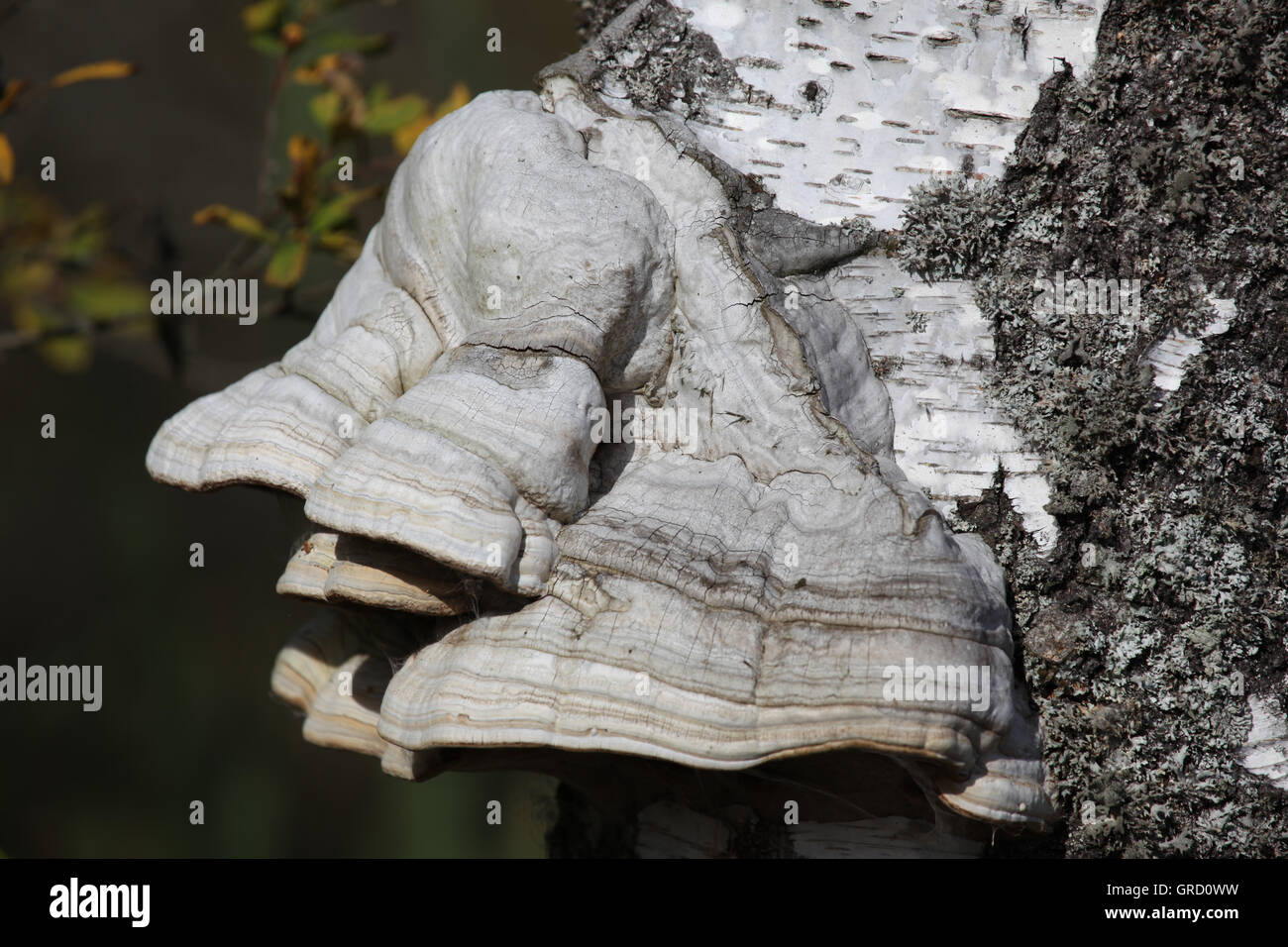 Big Tree Fungus On A Birch Trunk Stock Photo - Alamy