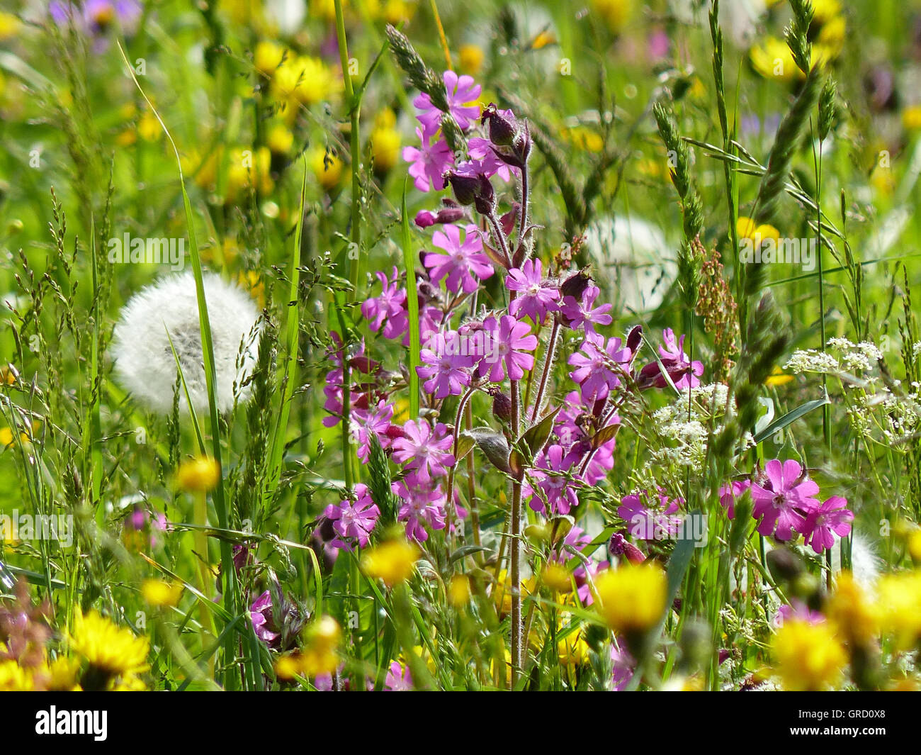 Flower Meadow, Spring Meadow Stock Photo - Alamy