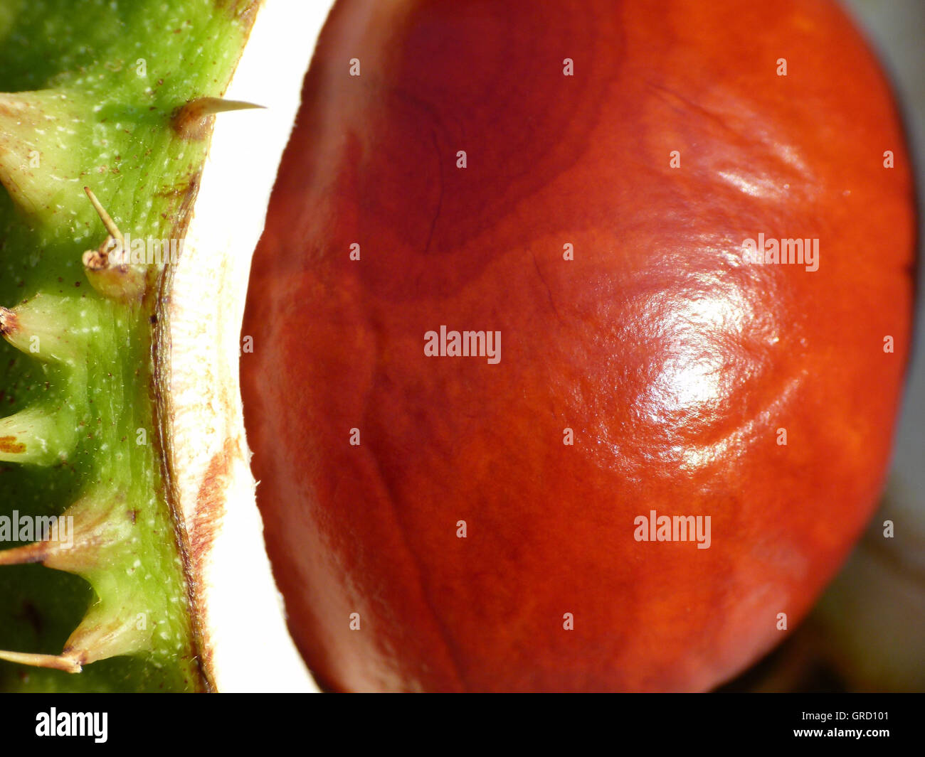 Chestnut In Prickly Shell, Macro Stock Photo - Alamy