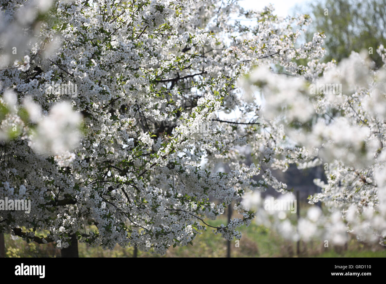 Blooming fruit tree hi-res stock photography and images - Alamy