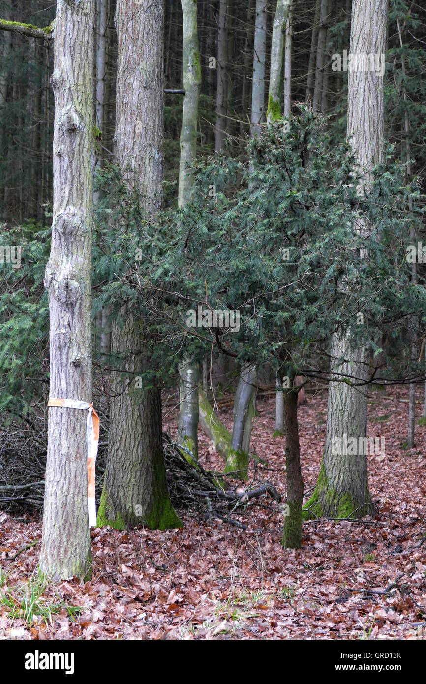 Young Spruce Stands Between Old Tall Spruce Trunks In The Forest ...