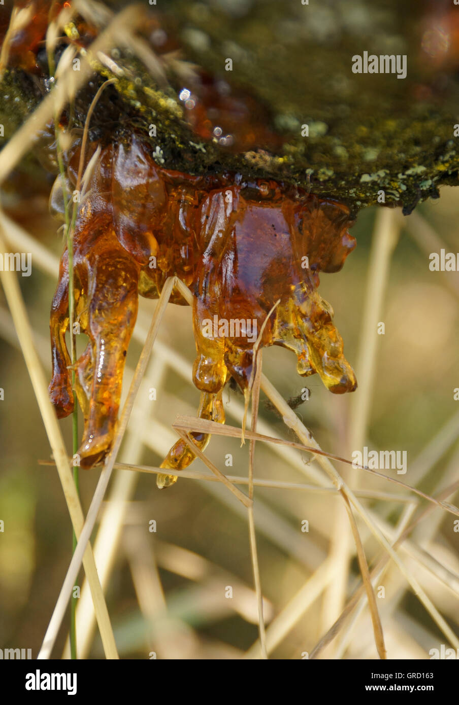Liquid amber tree hi-res stock photography and images - Alamy