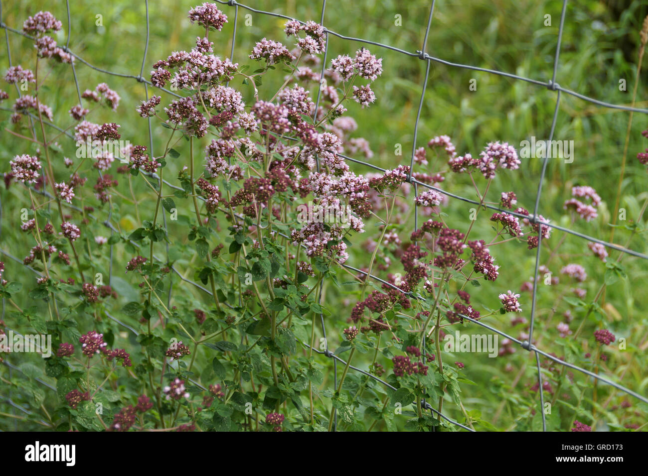 Oregano bloom hi-res stock photography and images - Alamy