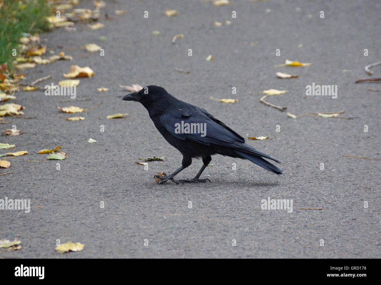 A Raven Opens A Walnut By Throwing Down The Nut Stock Photo - Alamy