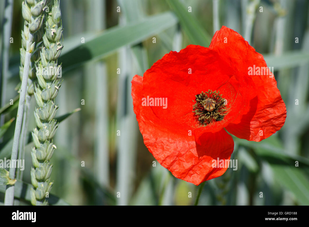 Poppy in cornfield hi-res stock photography and images - Alamy