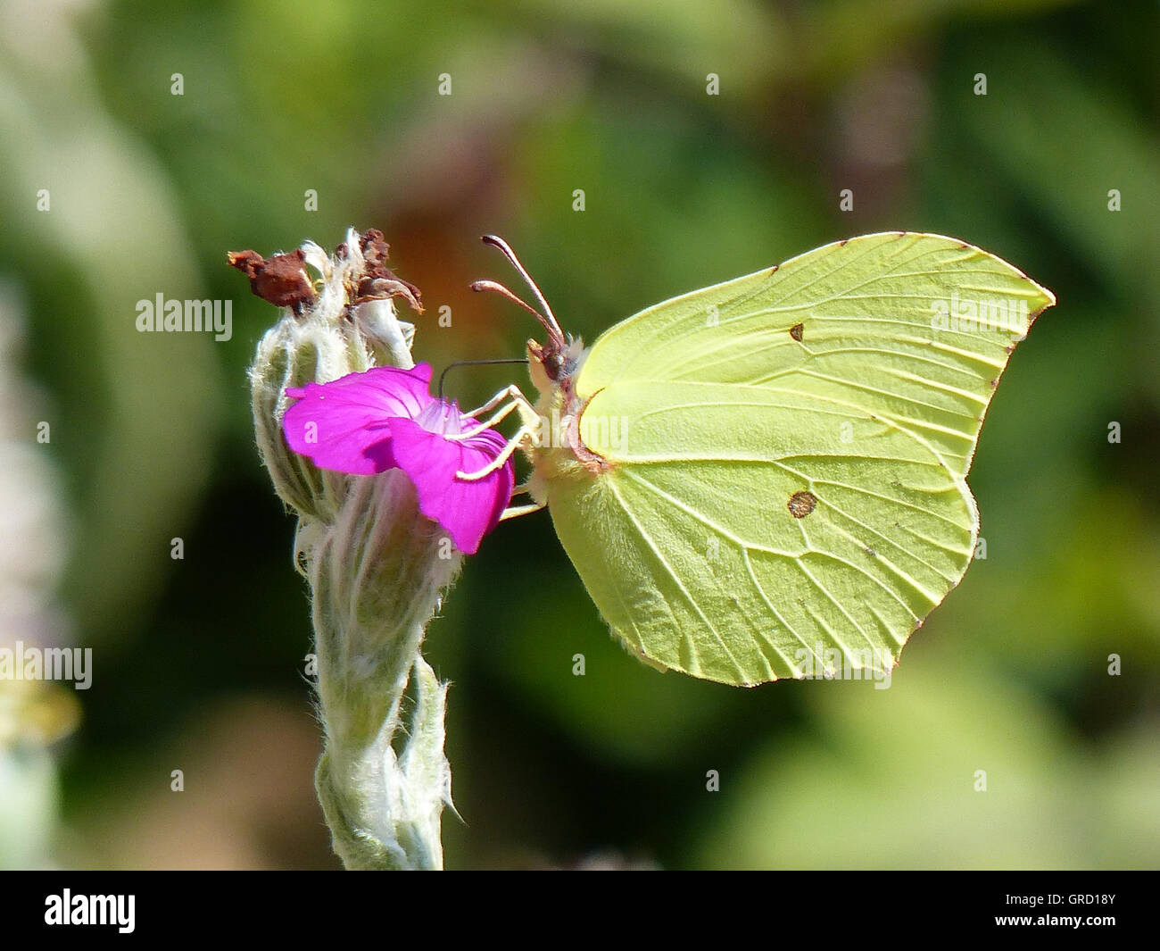 Brimstone butterfly hi-res stock photography and images - Alamy