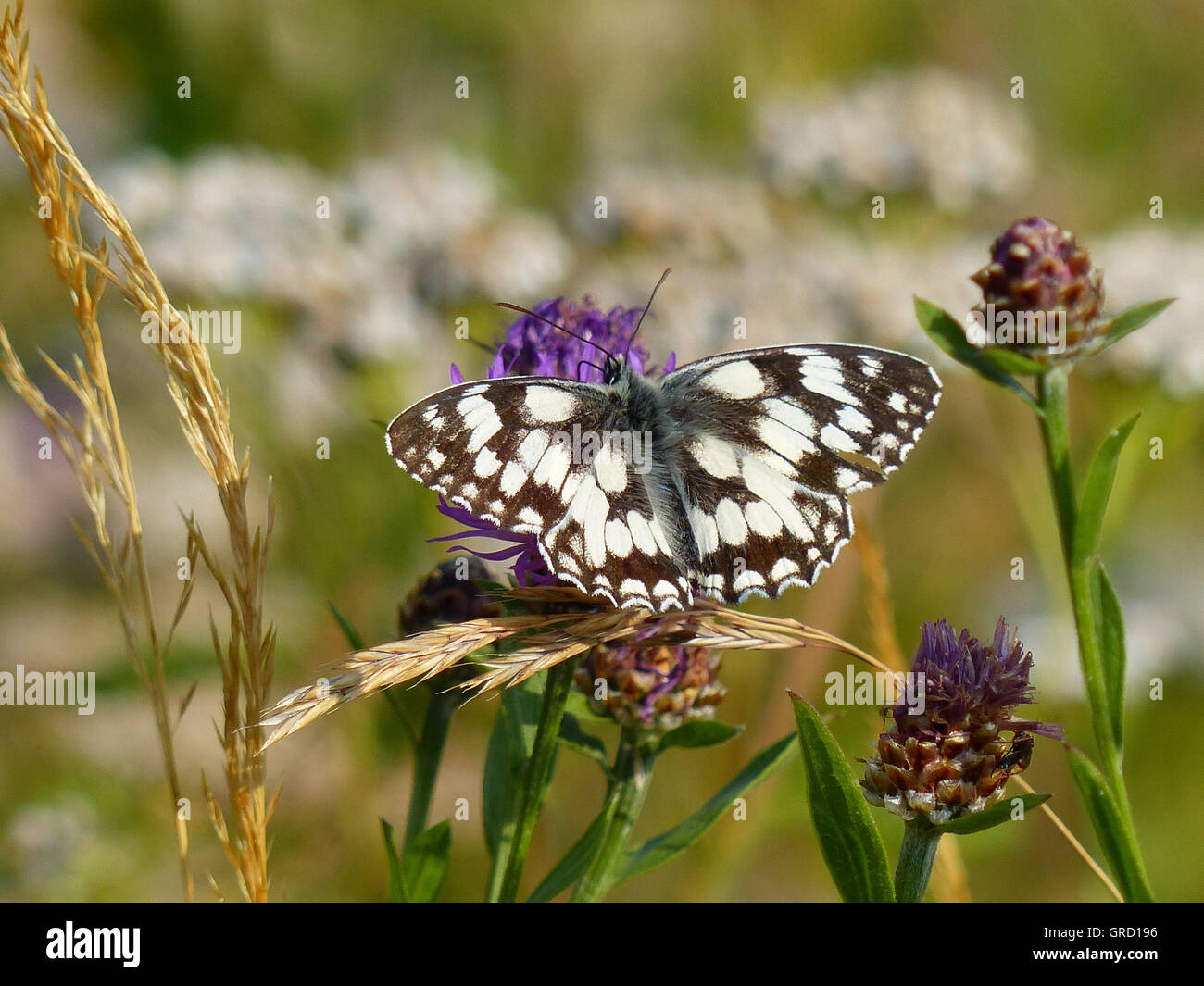 Marbled White Butterfly Stock Photo - Alamy