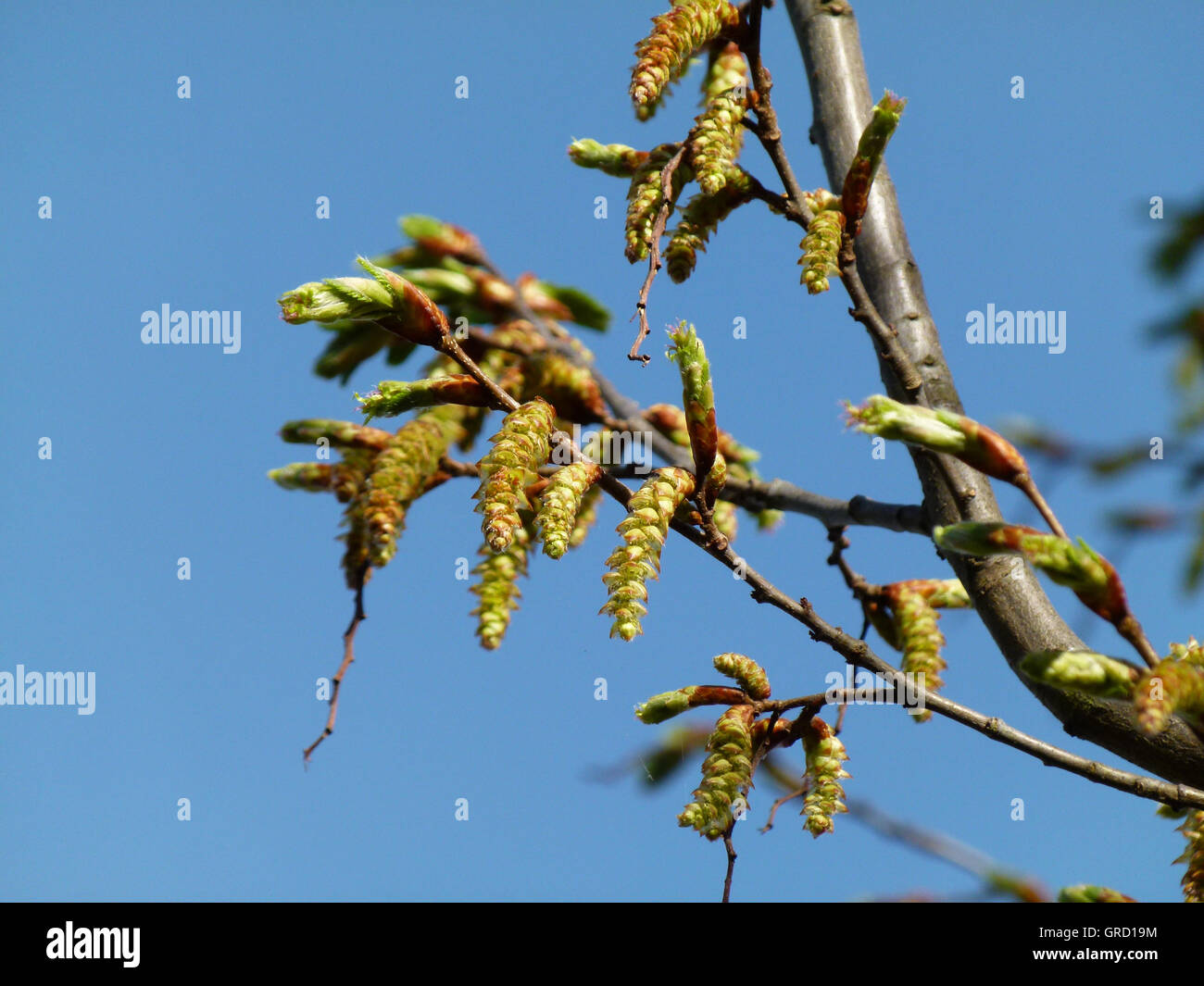 Oak tree saplings hi-res stock photography and images - Alamy