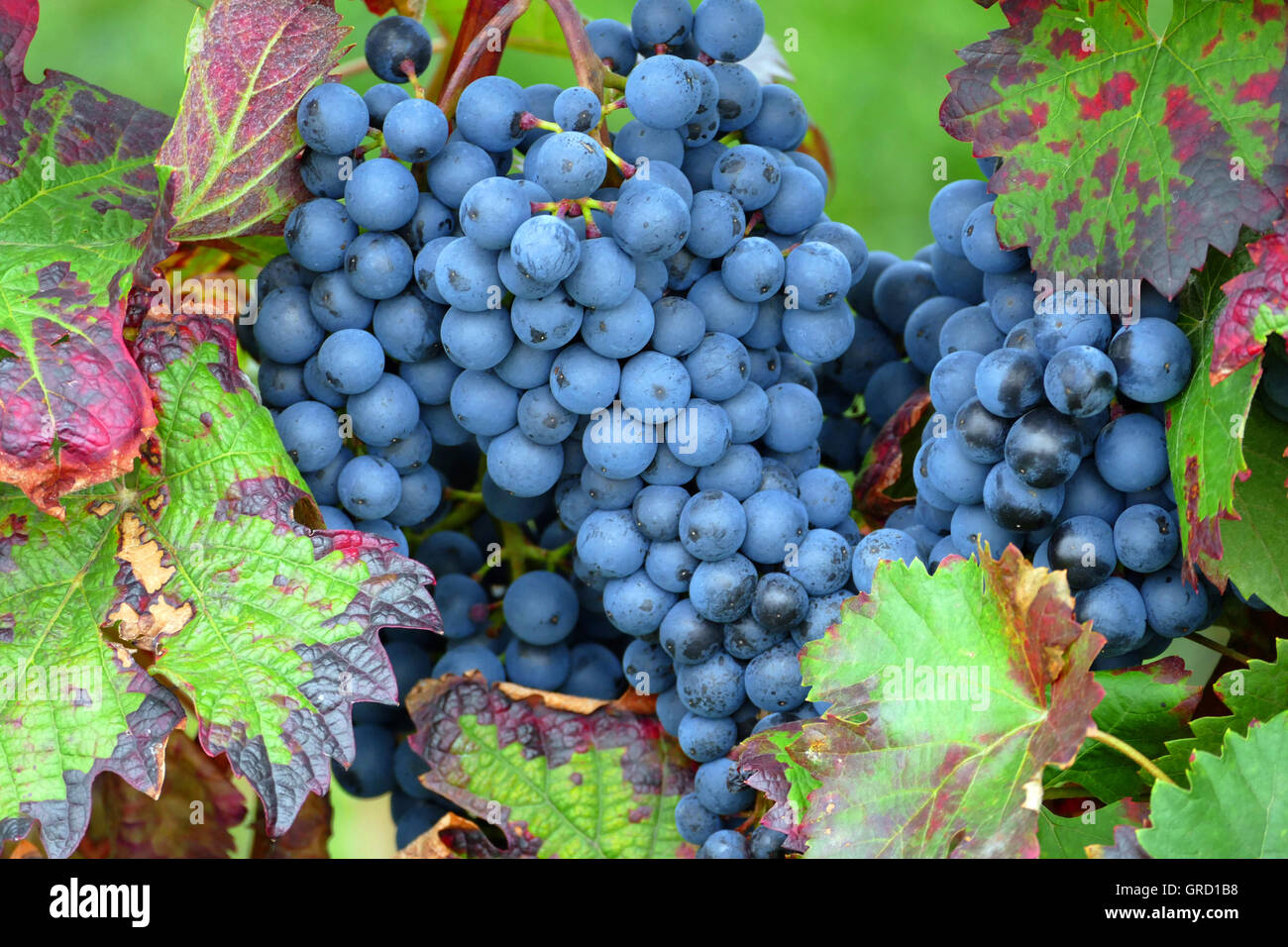 Ripe Blue Grapes On A Vine Stock Photo - Alamy