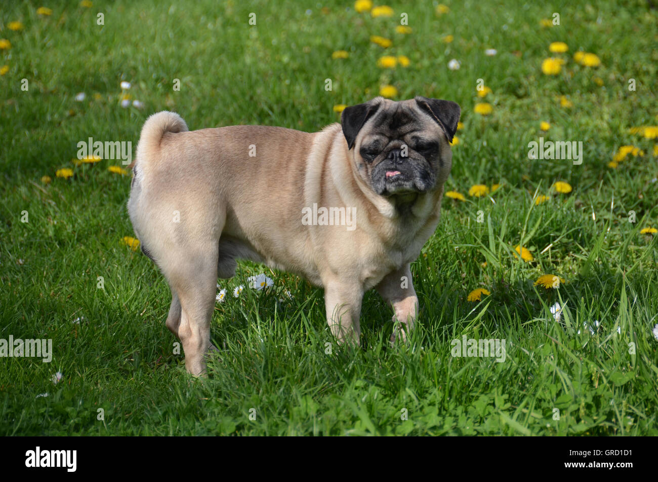 Beige Pug Casimir Is Waiting On Meadow Stock Photo - Alamy