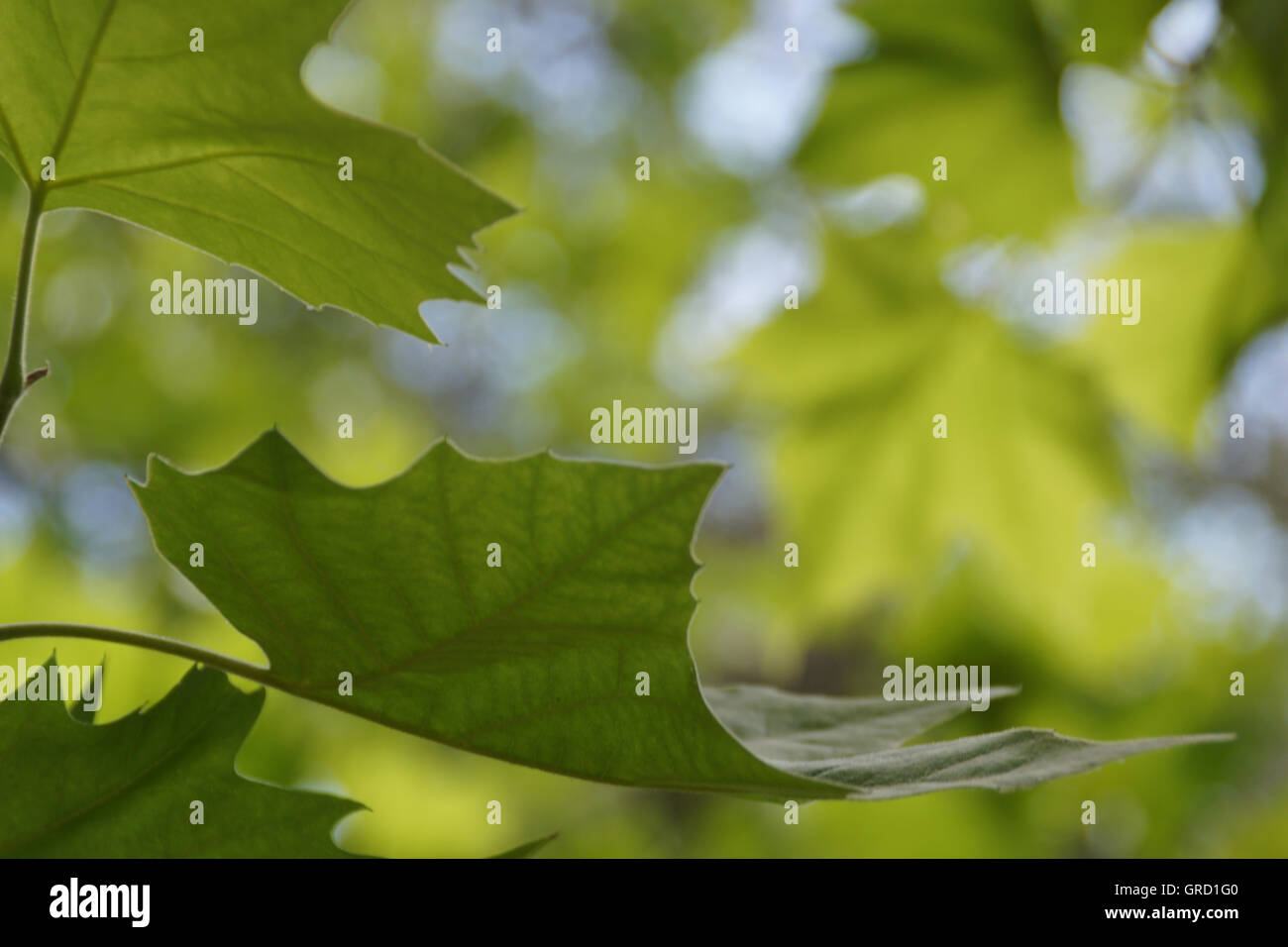 Fresh Green Maple, Maple Leaf Stock Photo - Alamy