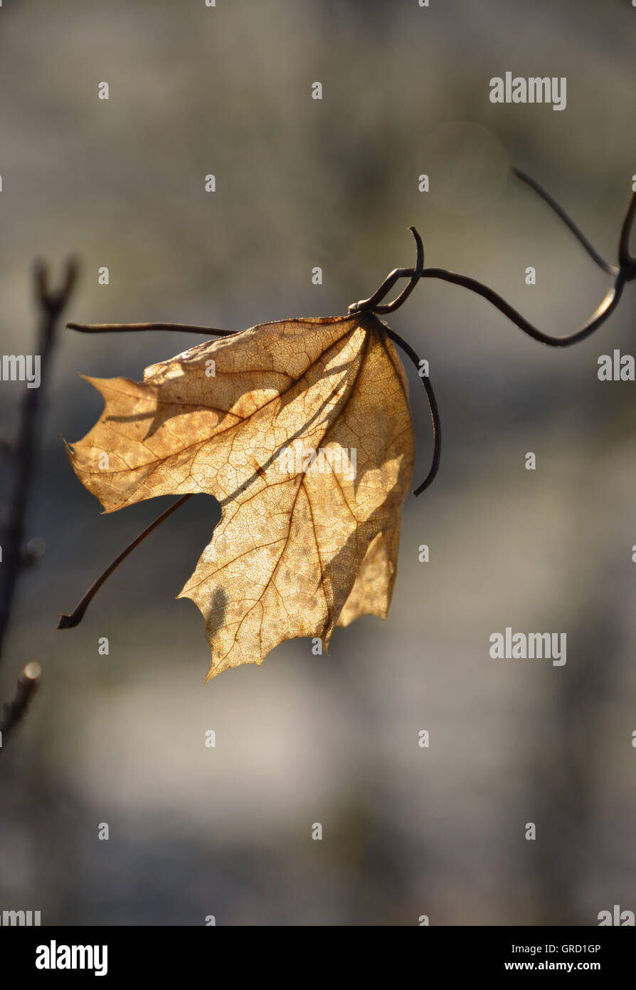 Single withered leaf hi-res stock photography and images - Alamy